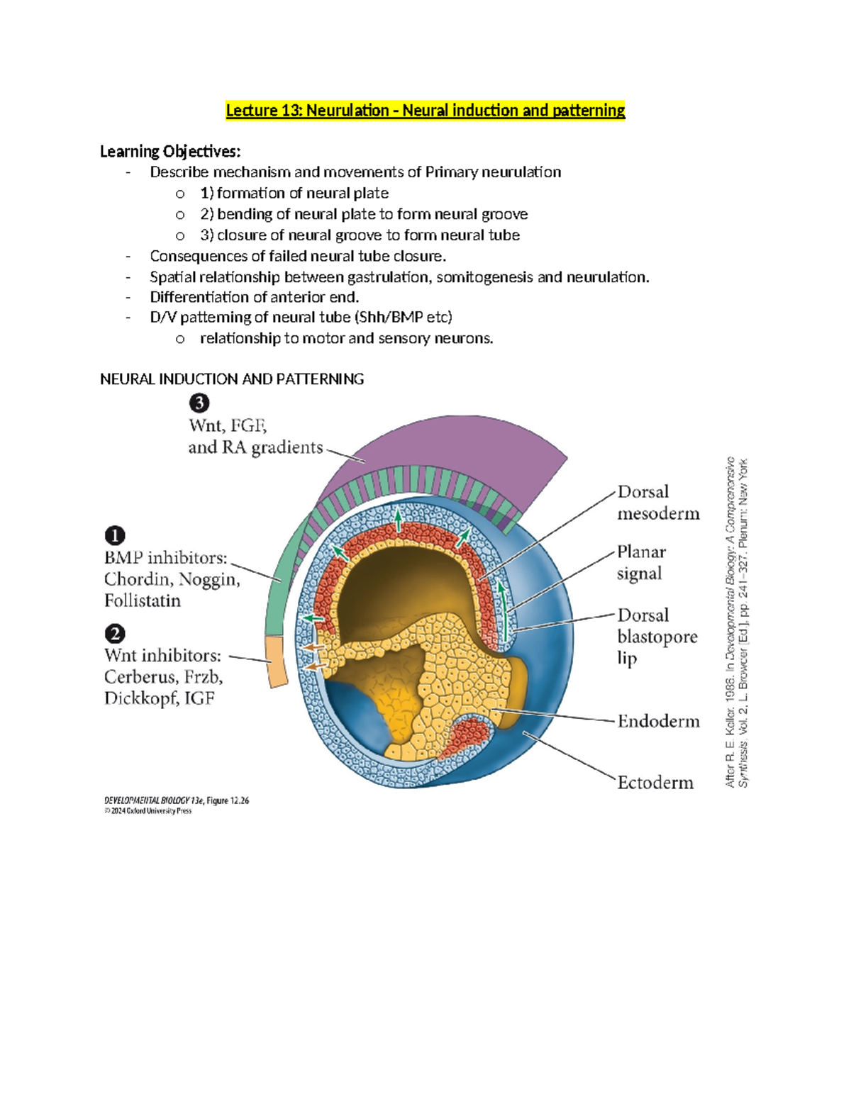 Lecture 13 - Lecture 13: Neurulation - Neural induction and patterning ...