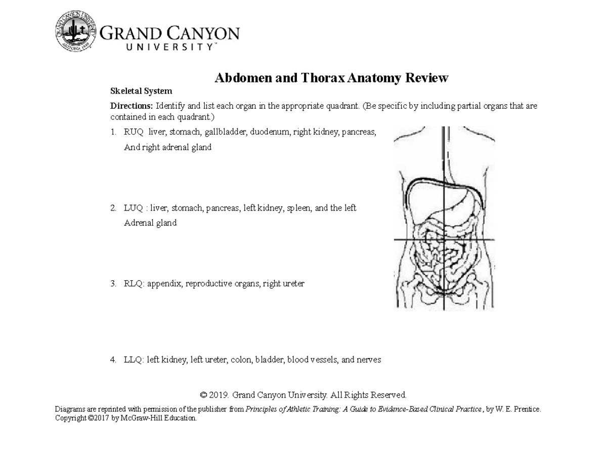 ATP 214 RS Abdomen and Thorax Anatomy Review - Abdomen and Thorax ...