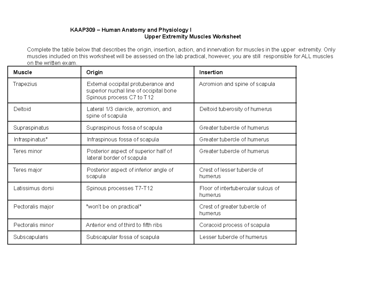 Upper Extremity Muscles - Only muscles included on this worksheet will ...
