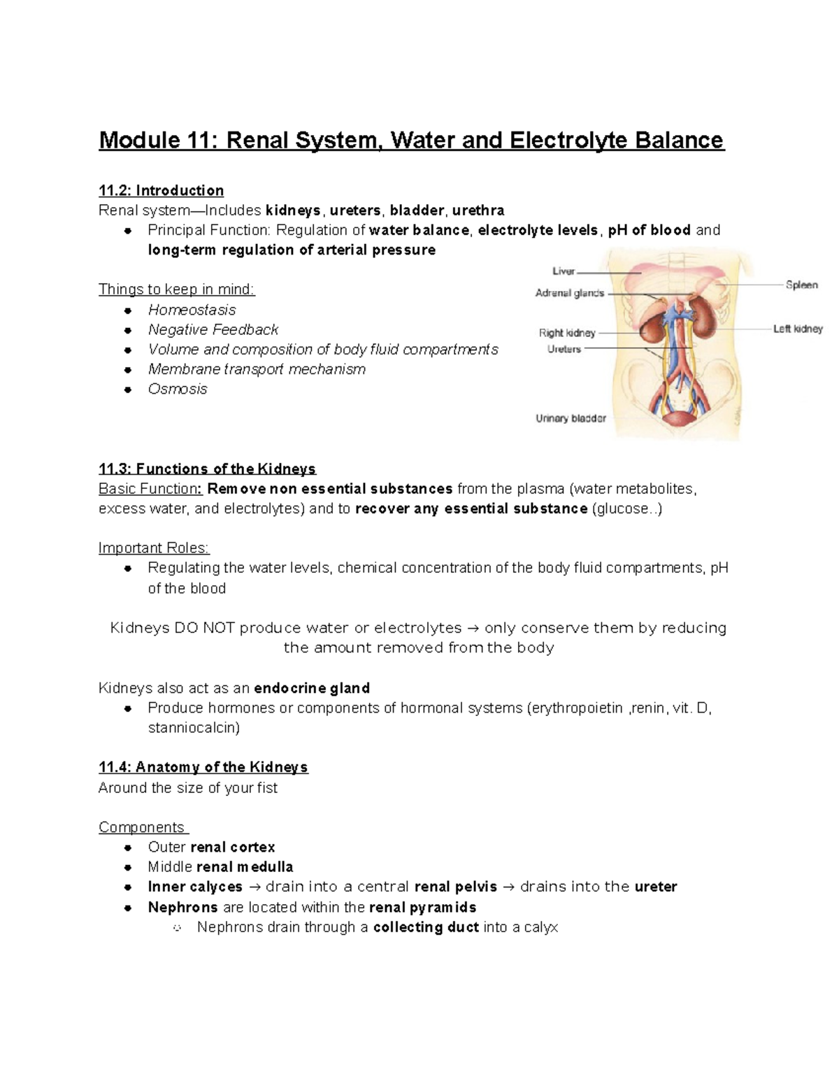 Physiol 2130 Module 11—Renal System - Module 11: Renal System, Water ...