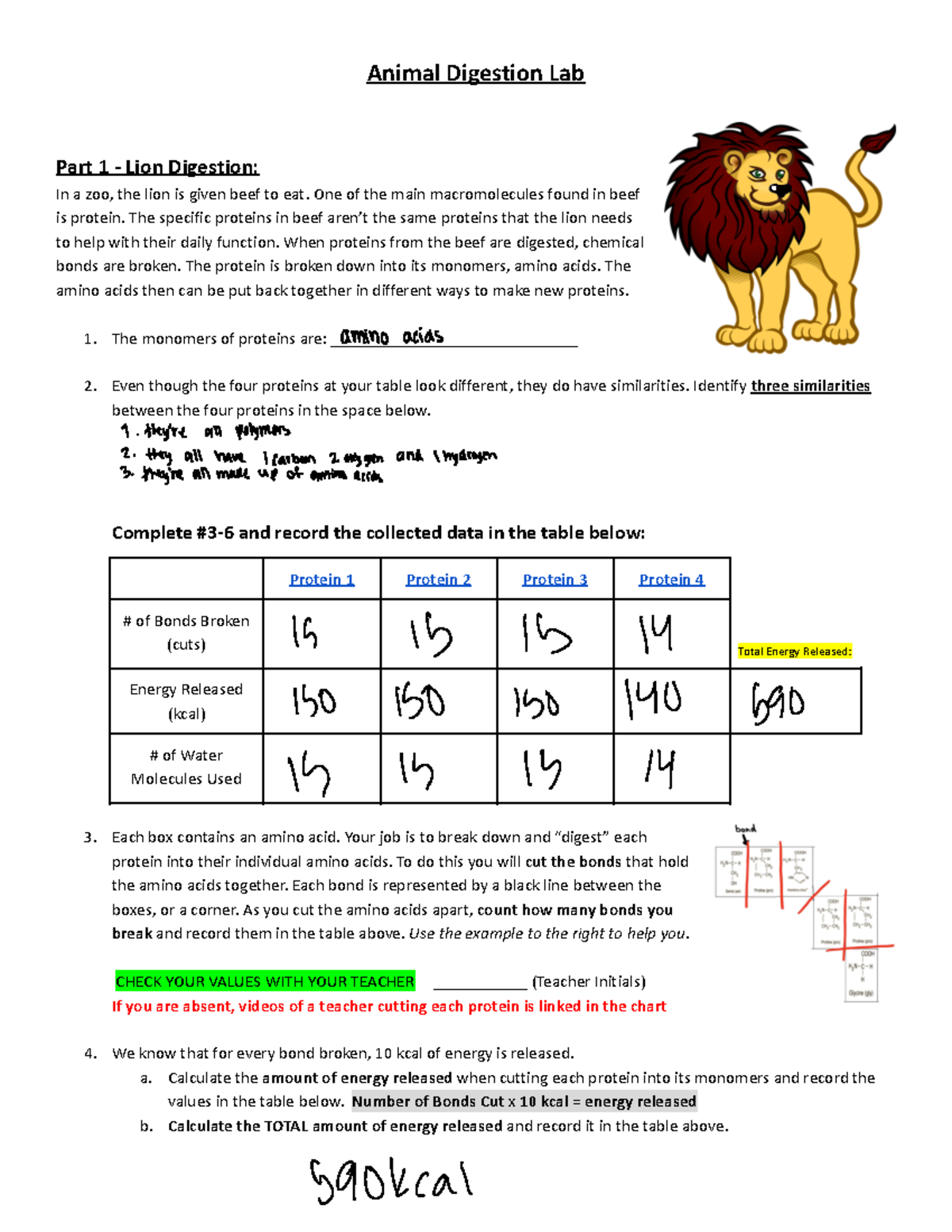 Animal Digestion Lab - Animal Digestion Lab Part 1 - Lion Digestion: In ...