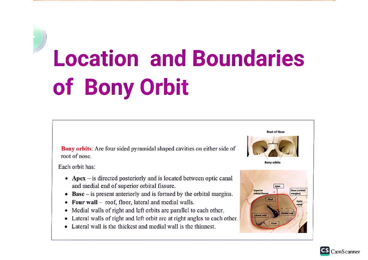 Bony orbit - Bony orbits Each orbit has: Apex is directed posteriorly ...