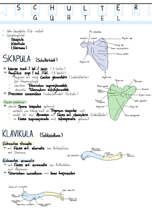 USG - Anatomy Summary UEX ankle: Bones; Joint; Muscles - U S G V3 0C ...