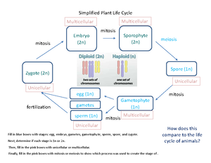 Module 10 Notes- Cell Division - Module 10; Cell Division Introduction ...
