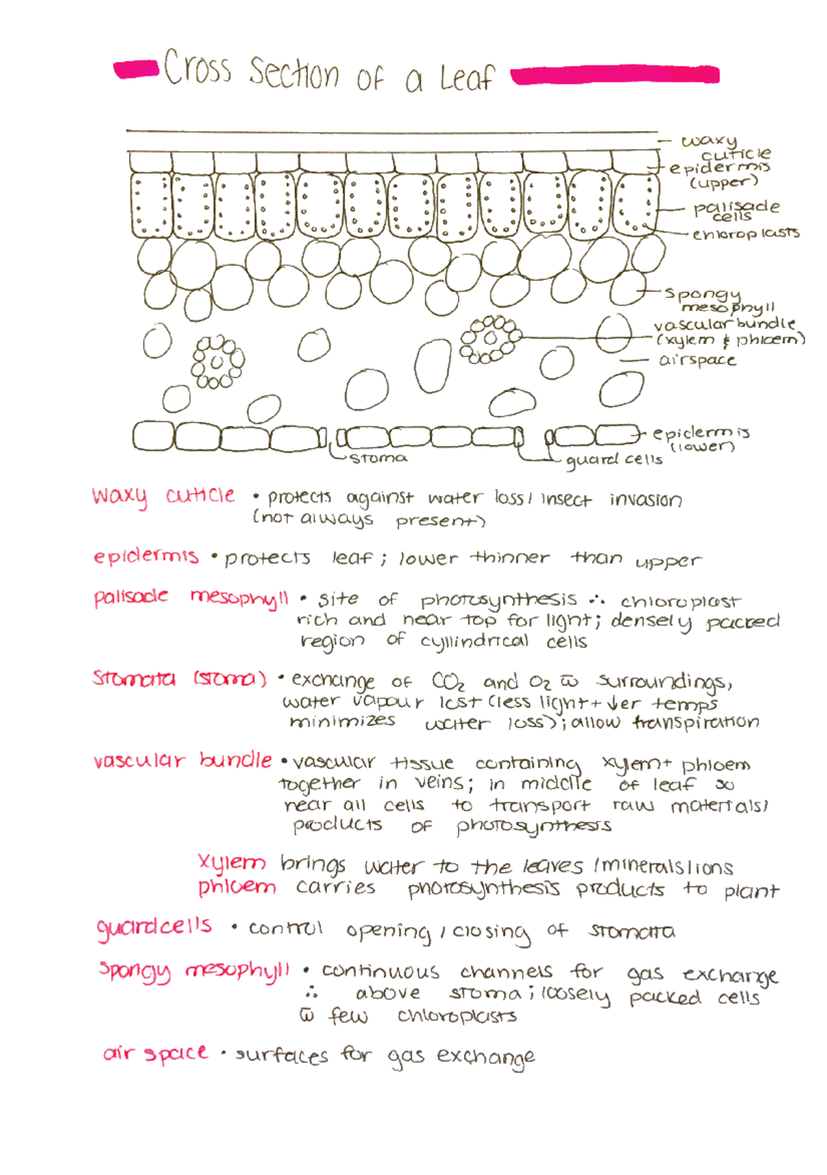 IB HL Biology Notes (Semesters 2 and 3 Plants, Metabolism, Nucleic ...