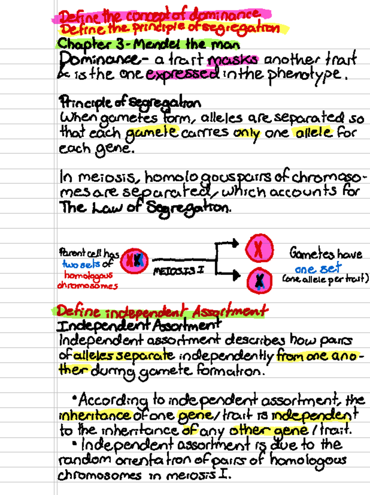 Chapter 3 - Basic Principles of Heredity - BIO 2306 - Baylor University ...