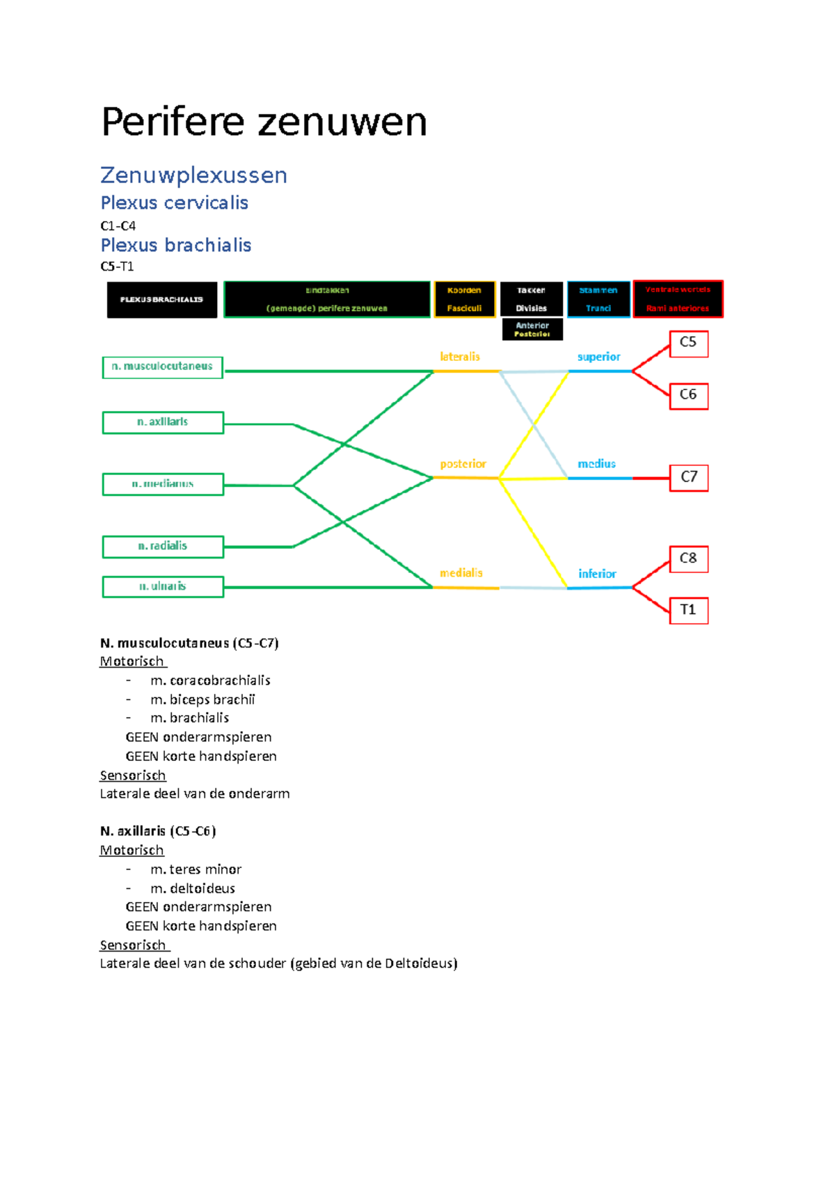 Samenvatting Neuro - Perifere zenuwen Zenuwplexussen Plexus cervicalis ...