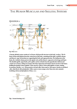 Unit 13 The Human Muscular and Skeletal Systems - Unit 13 – The Human ...