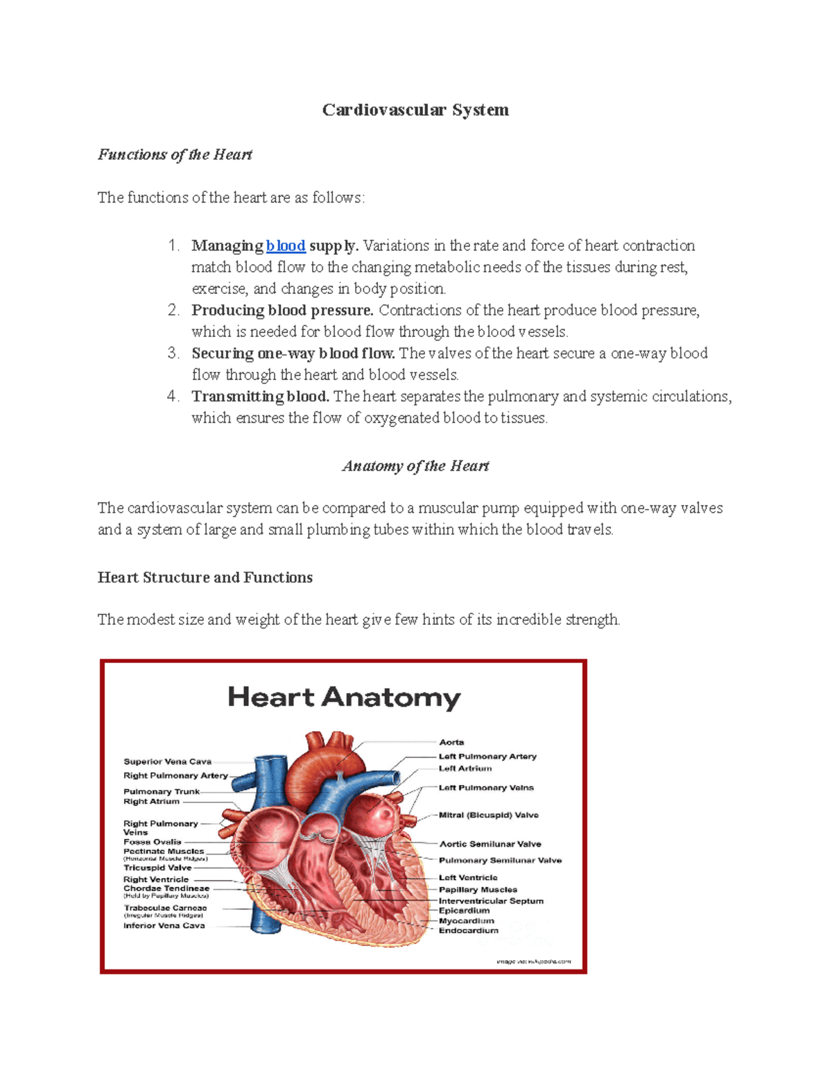 Cardiovascular System Functions of the Heart - Studocu