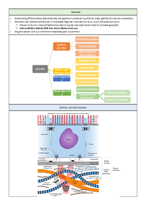 Grundlagen Histo Zusammenfassung - Definition Grundbegriffe Einteilung in vier Grundgewebe - Studocu