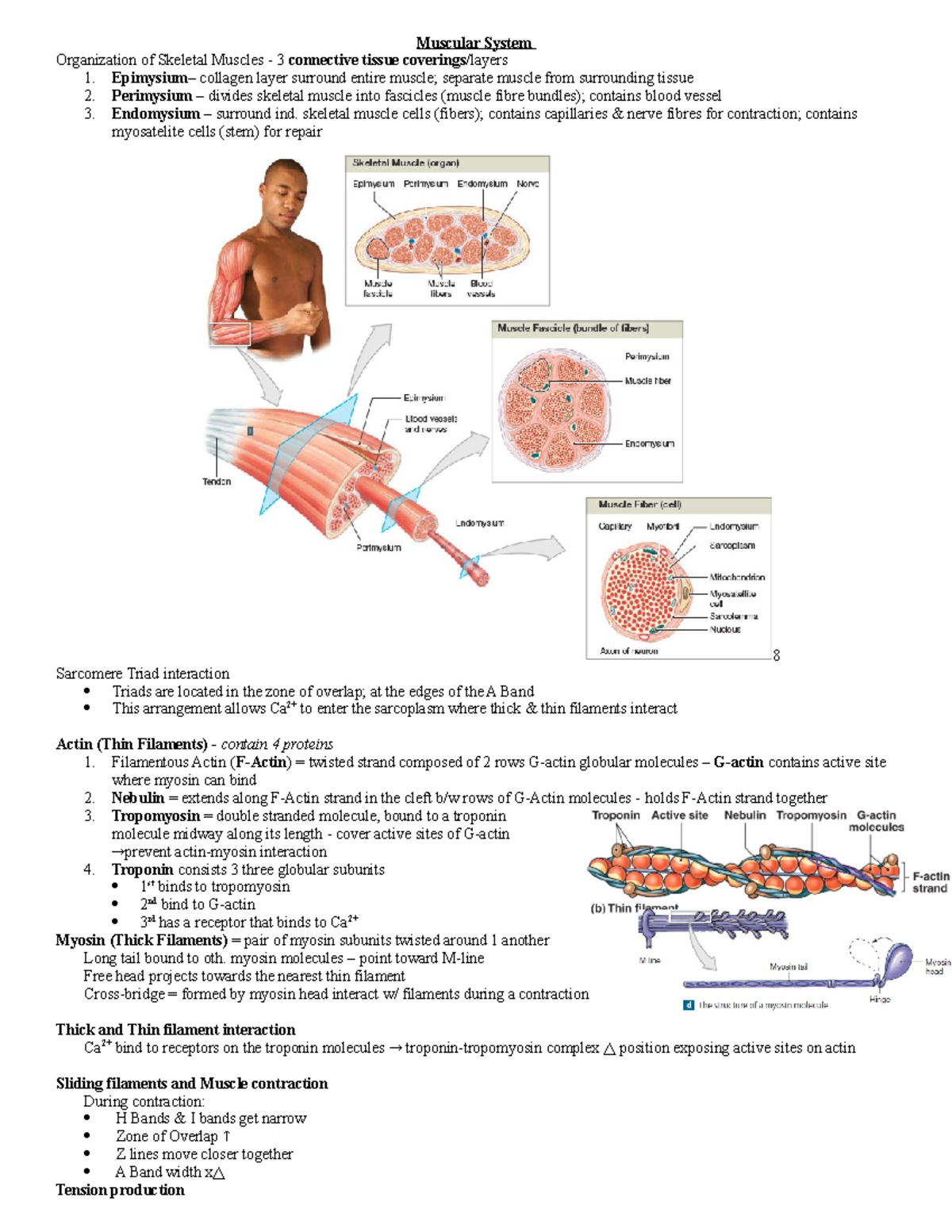 3. Muscular System - Lecture notes 3 - Muscular System Organization of ...