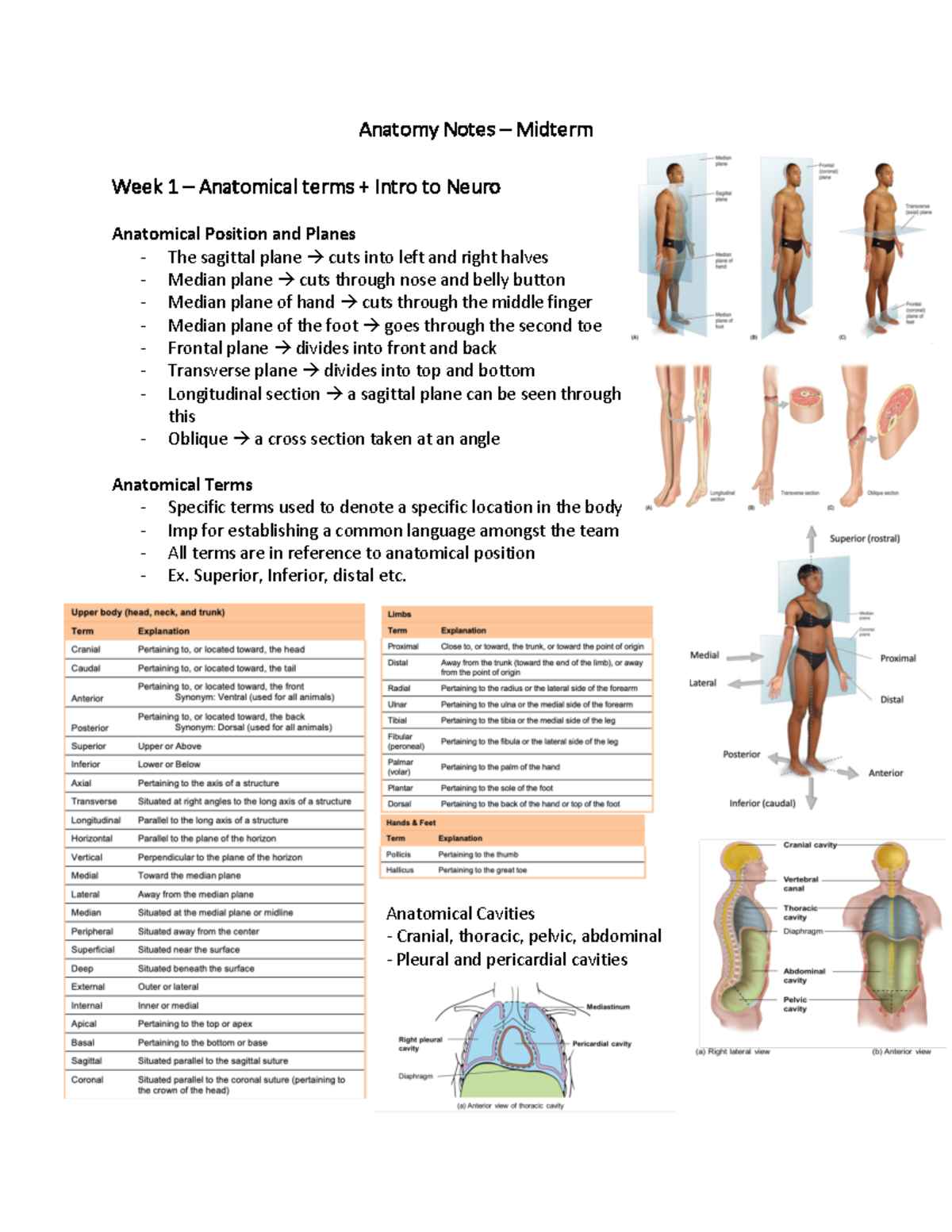 Anatomy Midterm Study Notes - Key Concepts and Terms - Anatomy Notes ...