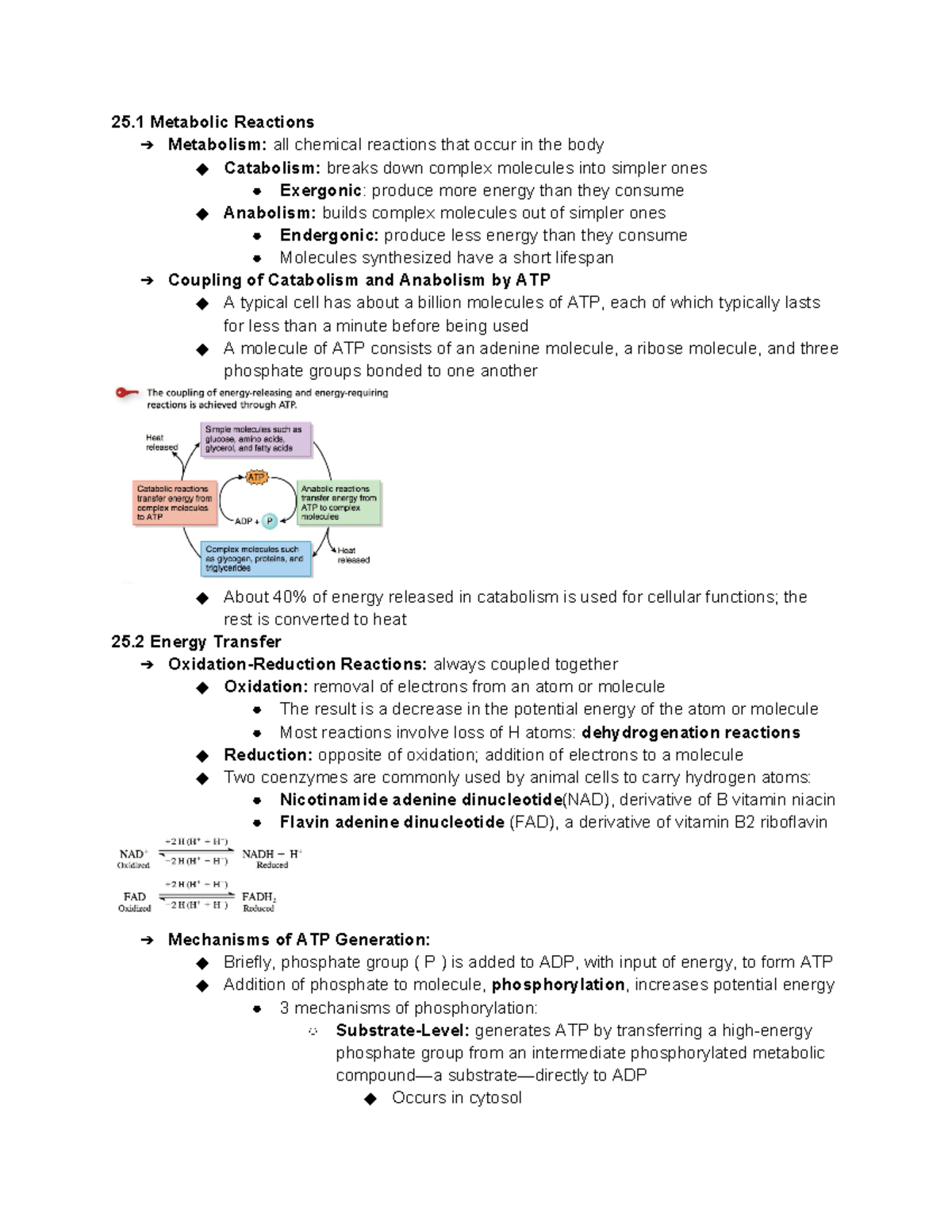 Chapter 25 Metabolism and Nutrition - 25 Metabolic Reactions Metabolism ...