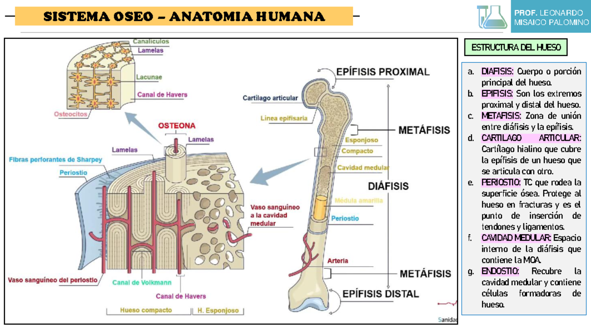 Anatomia Humana - Sistema OSEO - SISTEMA OSEO – ANATOMIA HUMANA MISAICO ...