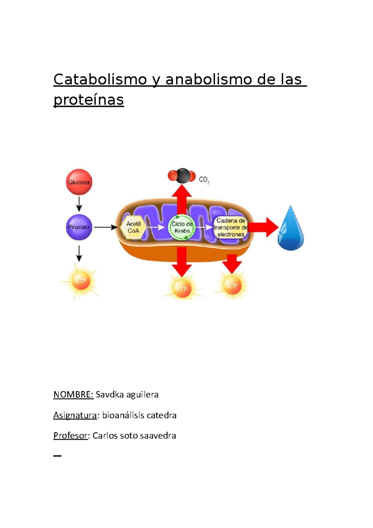 Catabolismo y anabolismo de las proteínas - Catabolismo y anabolismo de las proteínas NOMBRE ...