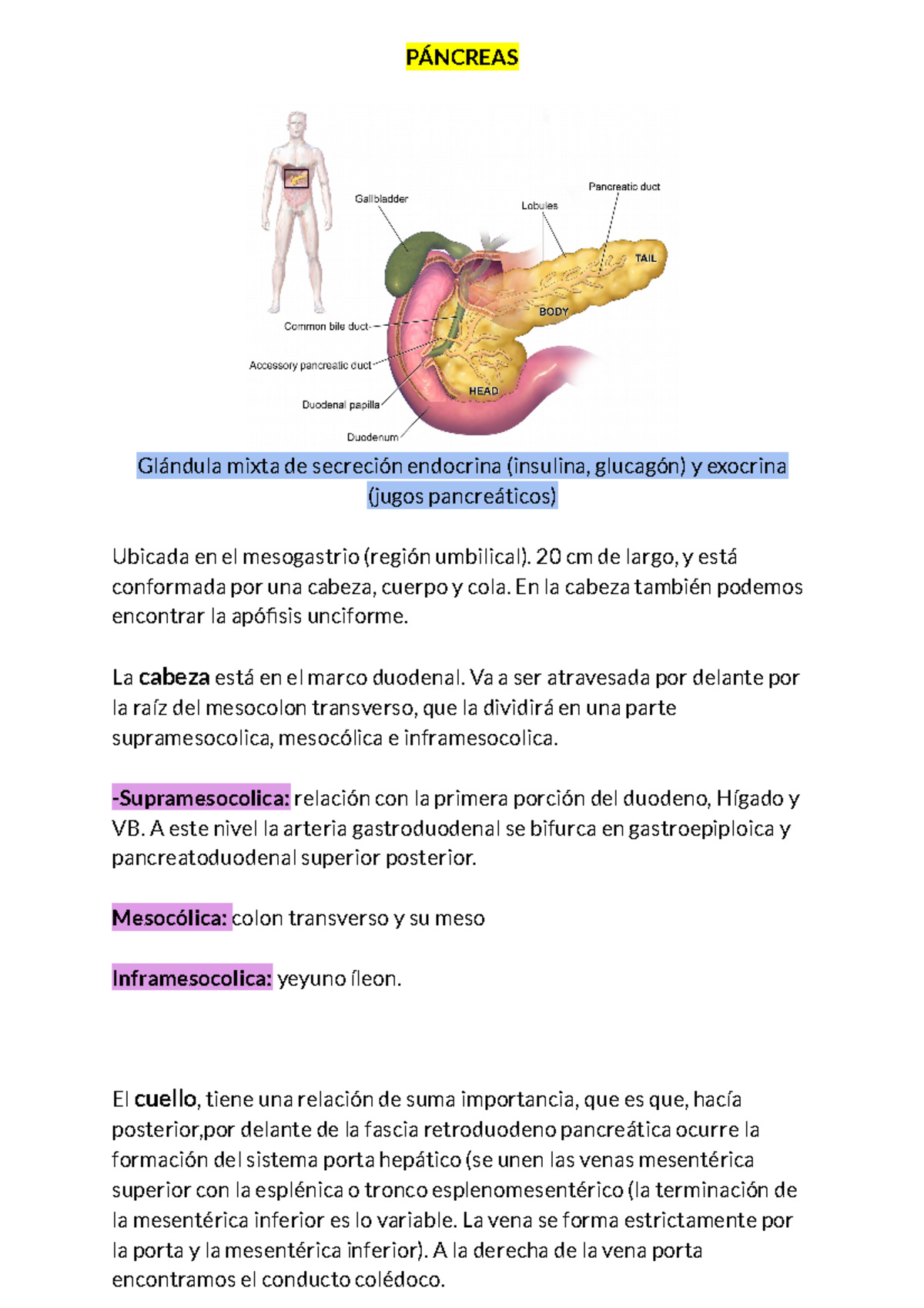 PANCREAS Y VESICULA - PÁNCREAS Glándula mixta de secreción endocrina ...