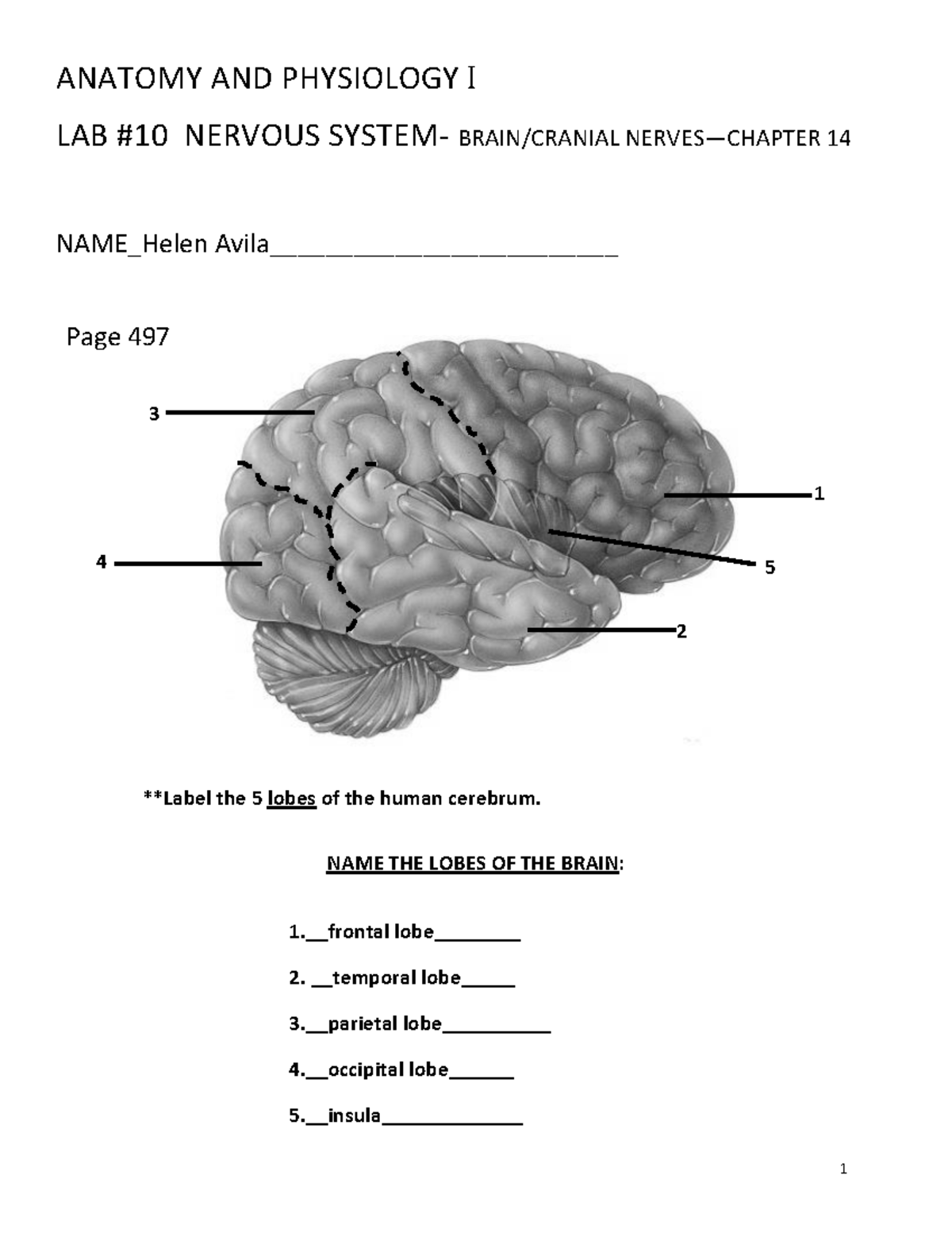 Lab 10 15th Edition Homework Assignment ANATOMY AND PHYSIOLOGY I lab-10-15th-edition-homework-assignment-anatomy-and-physiology-i