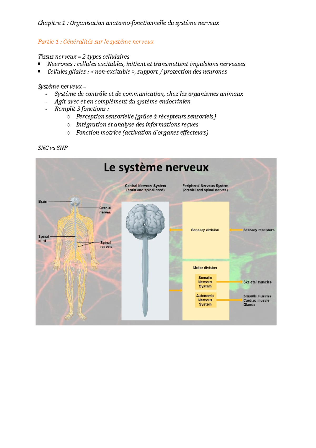Chapitre 1 - Partie 1 : Généralités sur le système nerveux Tissus ...