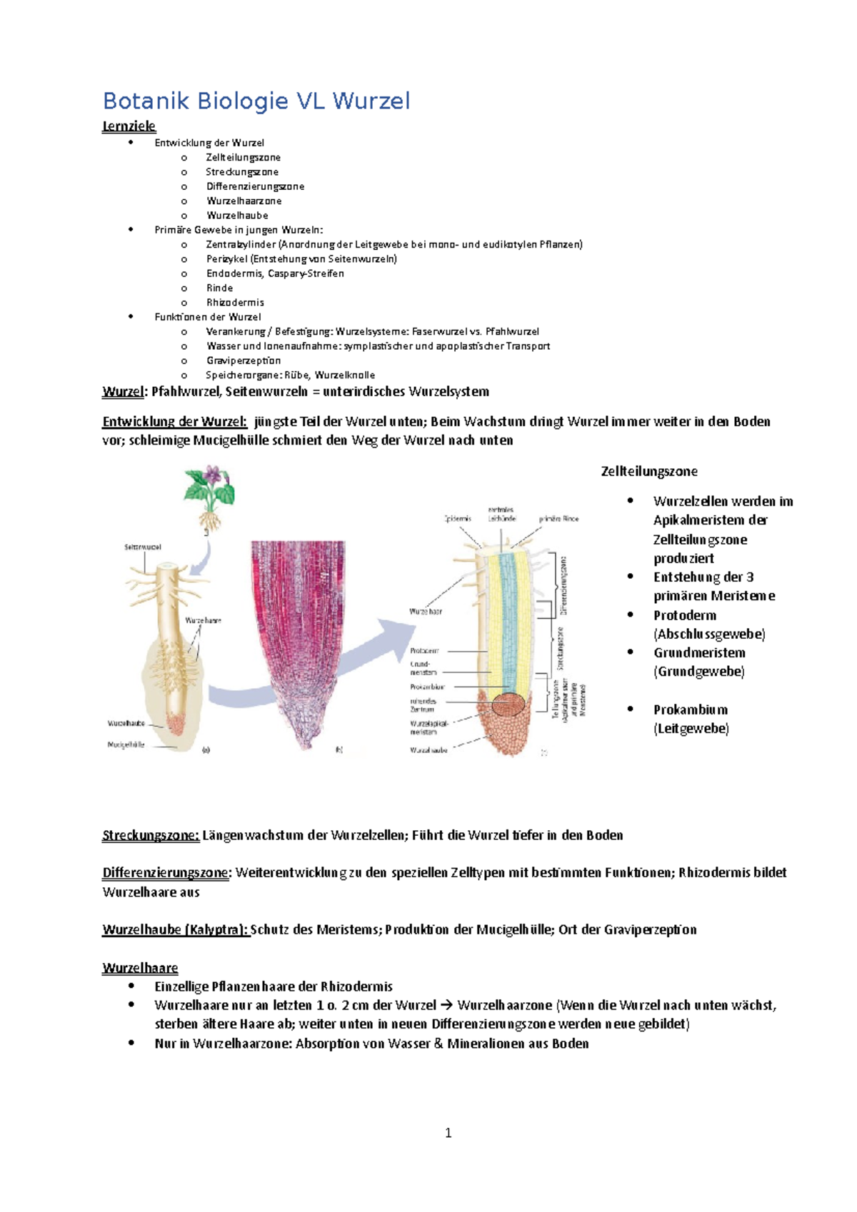 Botanik 5 Wurzel - Botanik Biologie VL Wurzel Lernziele Entwicklung der ...