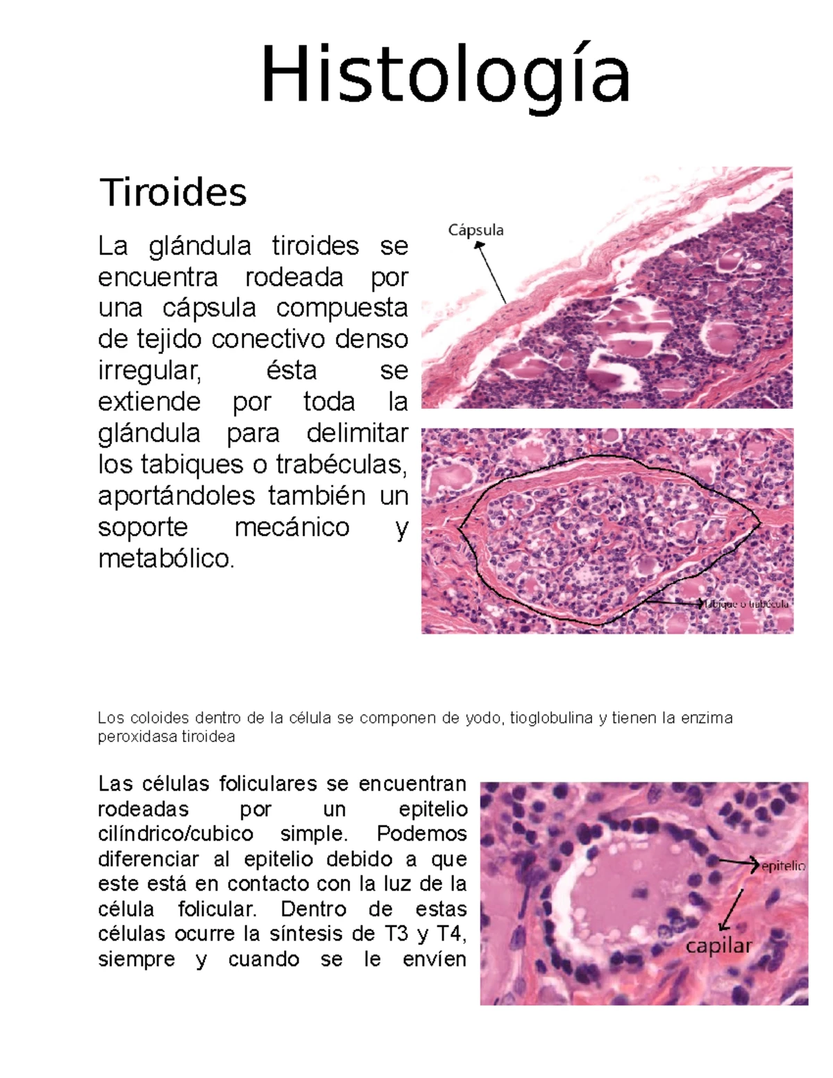 Tiroides - Glandula Tiroides Organización Histológica : Su organización histológica le permite ...