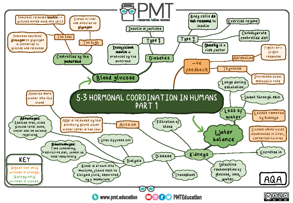 5.3 Hormonal Control in Humans - 5 HORMONAL COORDINATION IN HUMANS PART ...