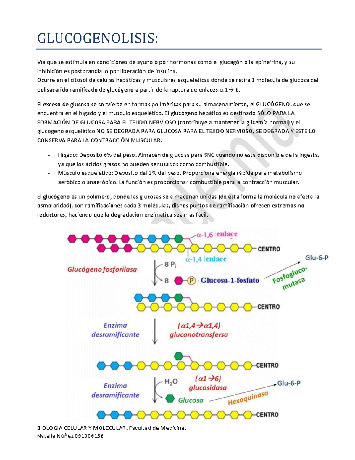 6 Glucogeno lisis y genesis - BIOLOGIA CELULAR Y MOLECULAR. Facultad de ...