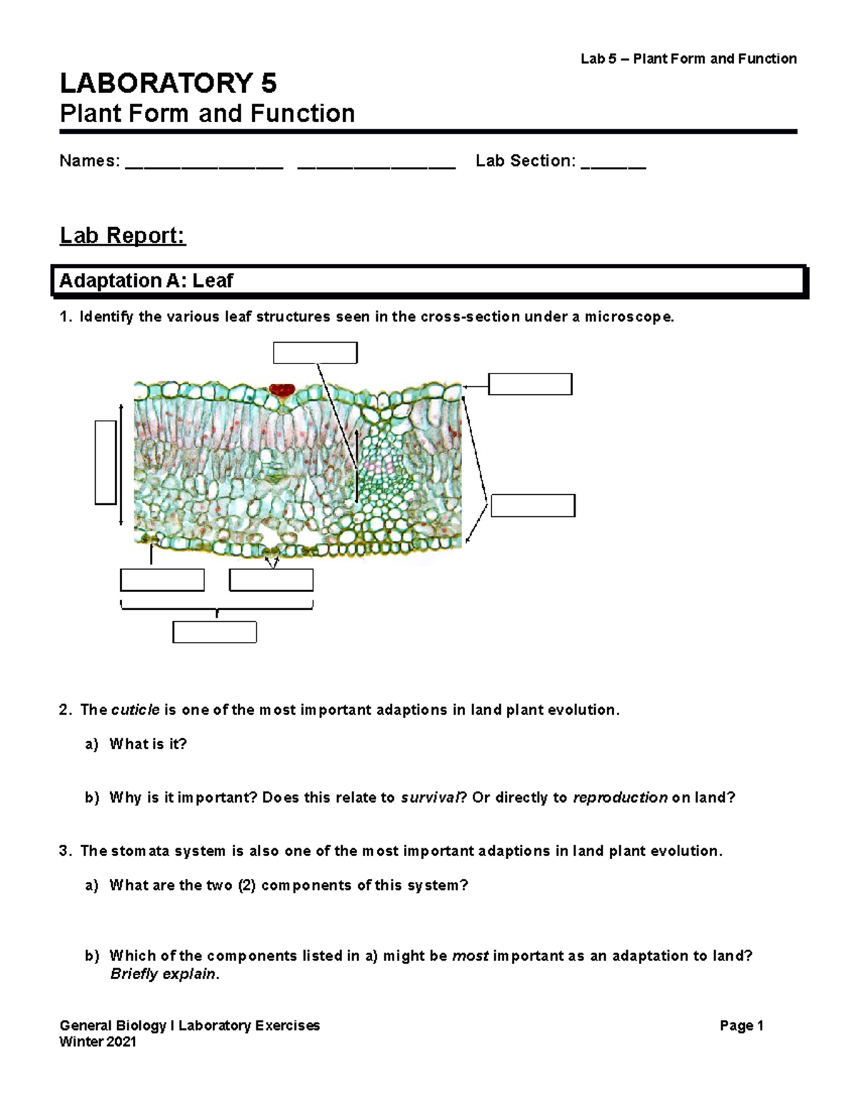 Lab5 - Lab5 - LABORATORY 5 Plant Form and Function Names ...