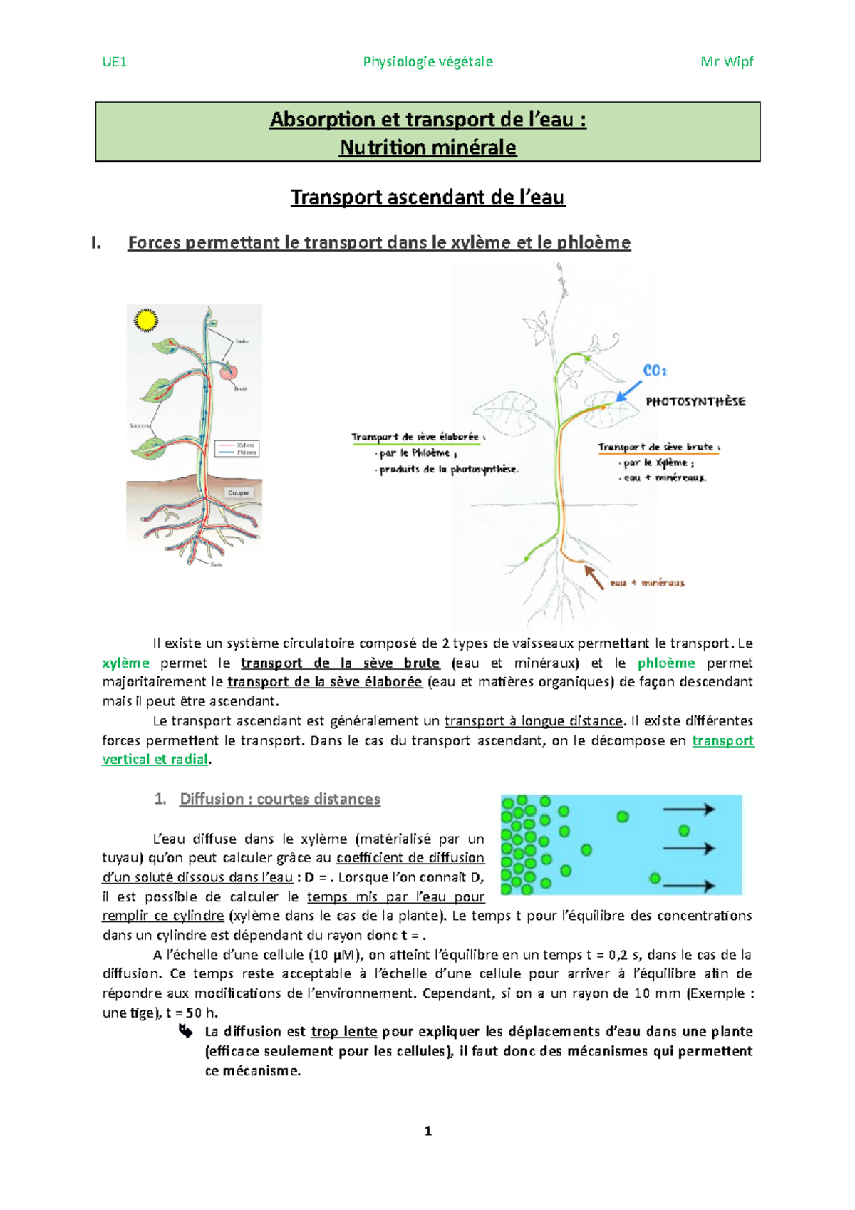 Transport ascendant de l'eau - Absorption et transport de l’eau ...