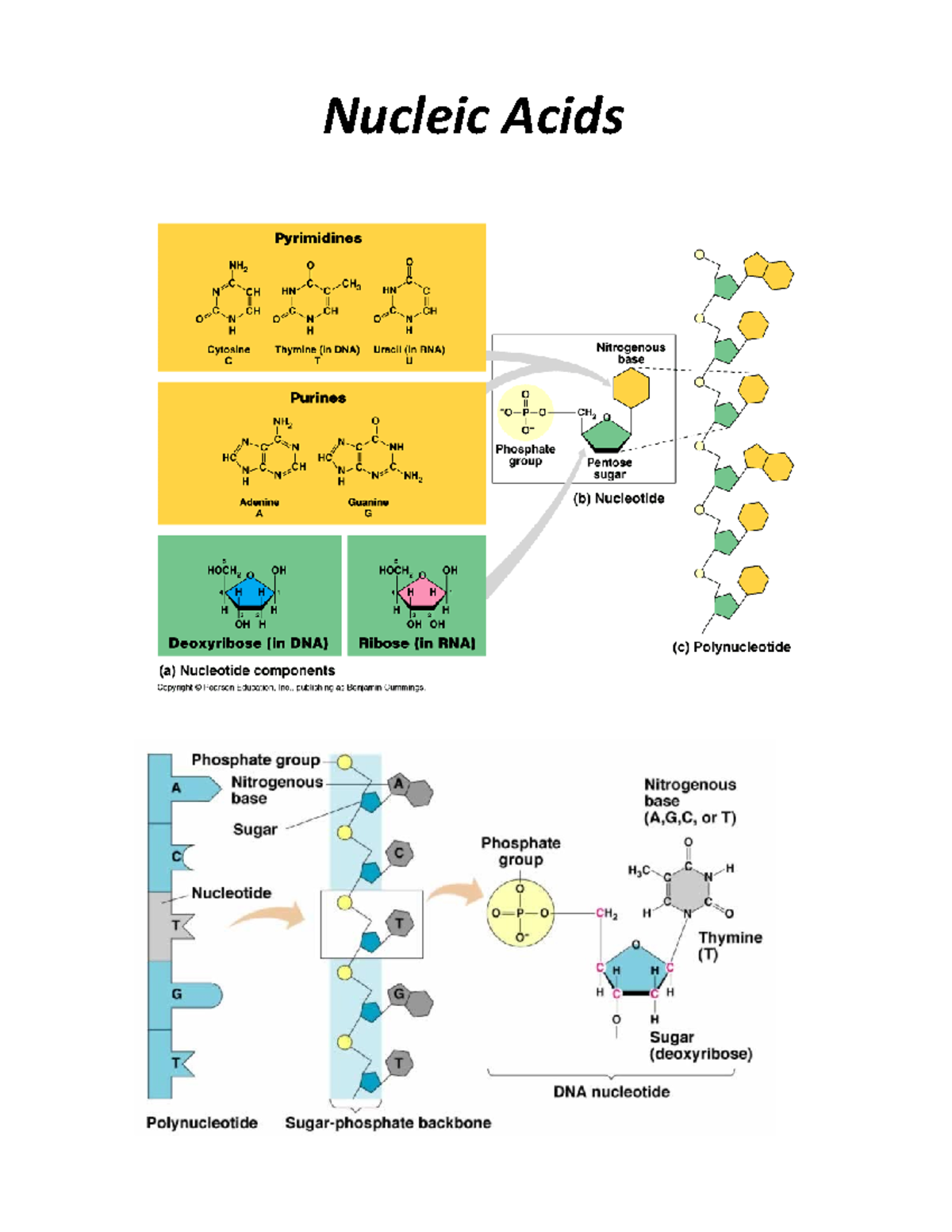 1-2nucleic-acidsworksheethandouts - Nucleic Acids Practice! On a ...
