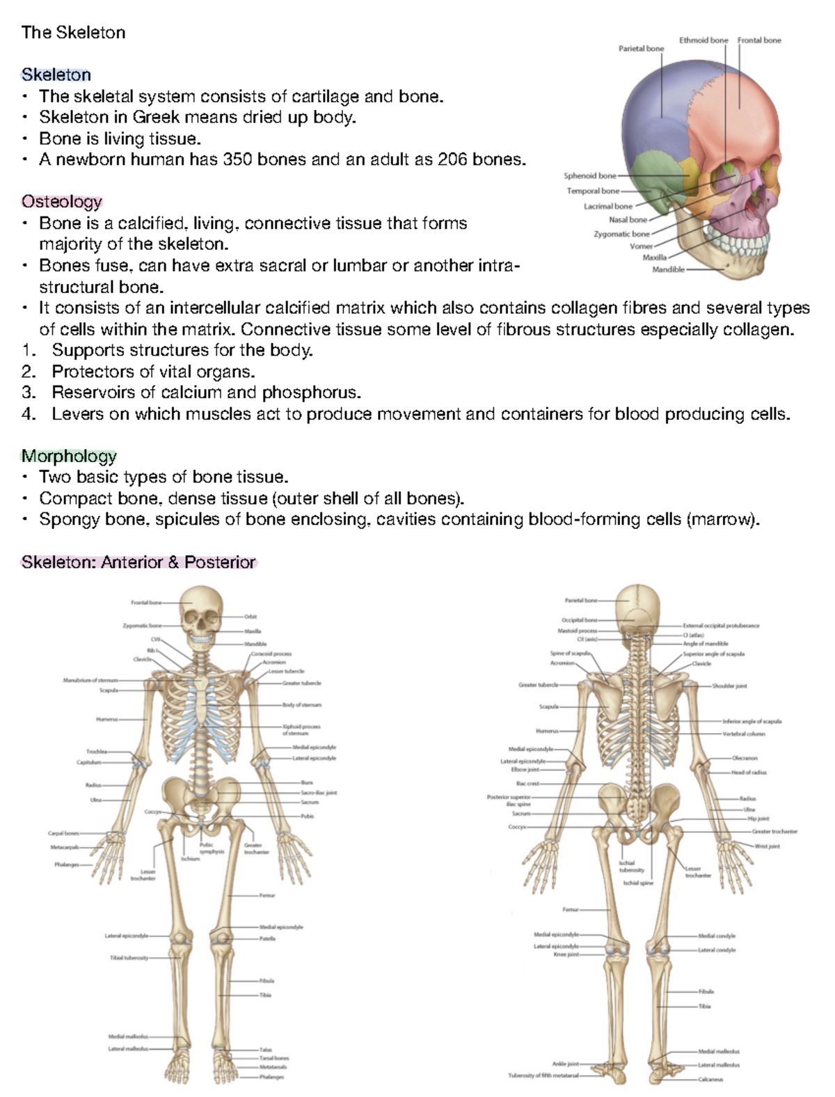 The Human Skeleton Anatomy - The Skeleton Skeleton The skeletal system consists of cartilage and ...