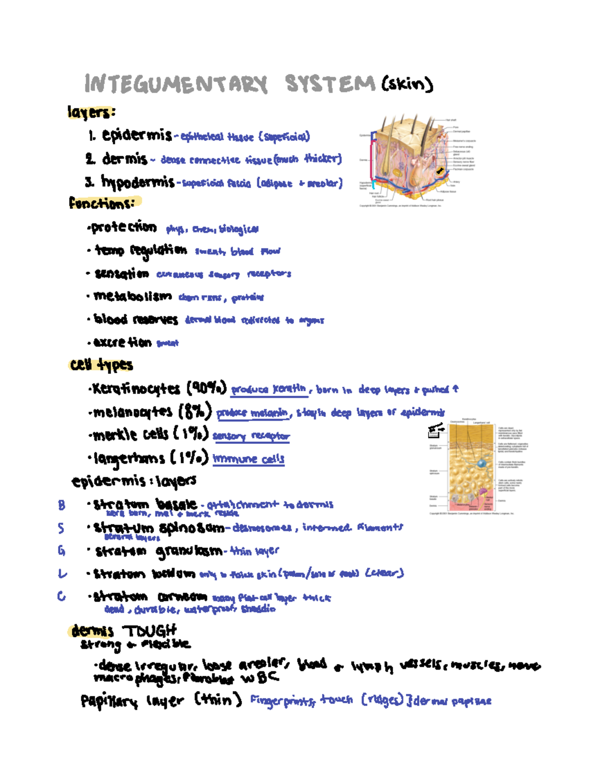 Integumentary system - INTEGUMENTARY SYSTEM Skin layers 1 epidermis ...