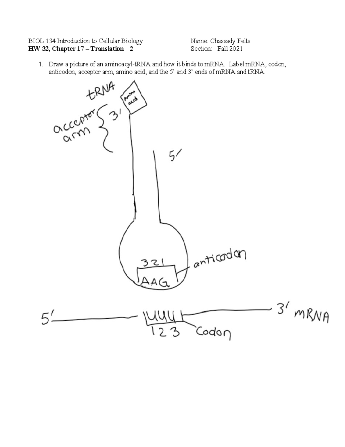 HW32 chap17 translation 2+F21 - BIOL 134 Introduction to Cellular ...