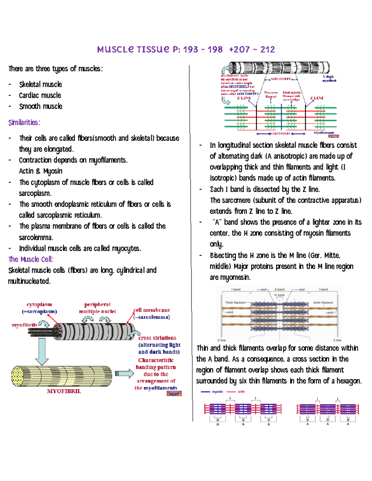 muscles and muscle tissue - Muscle Tissue p: 193 - 198 +207 – 212 There ...