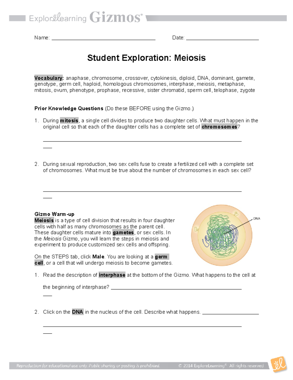 Meiosis SE - it is for school work - Name: Date: Student Exploration ...