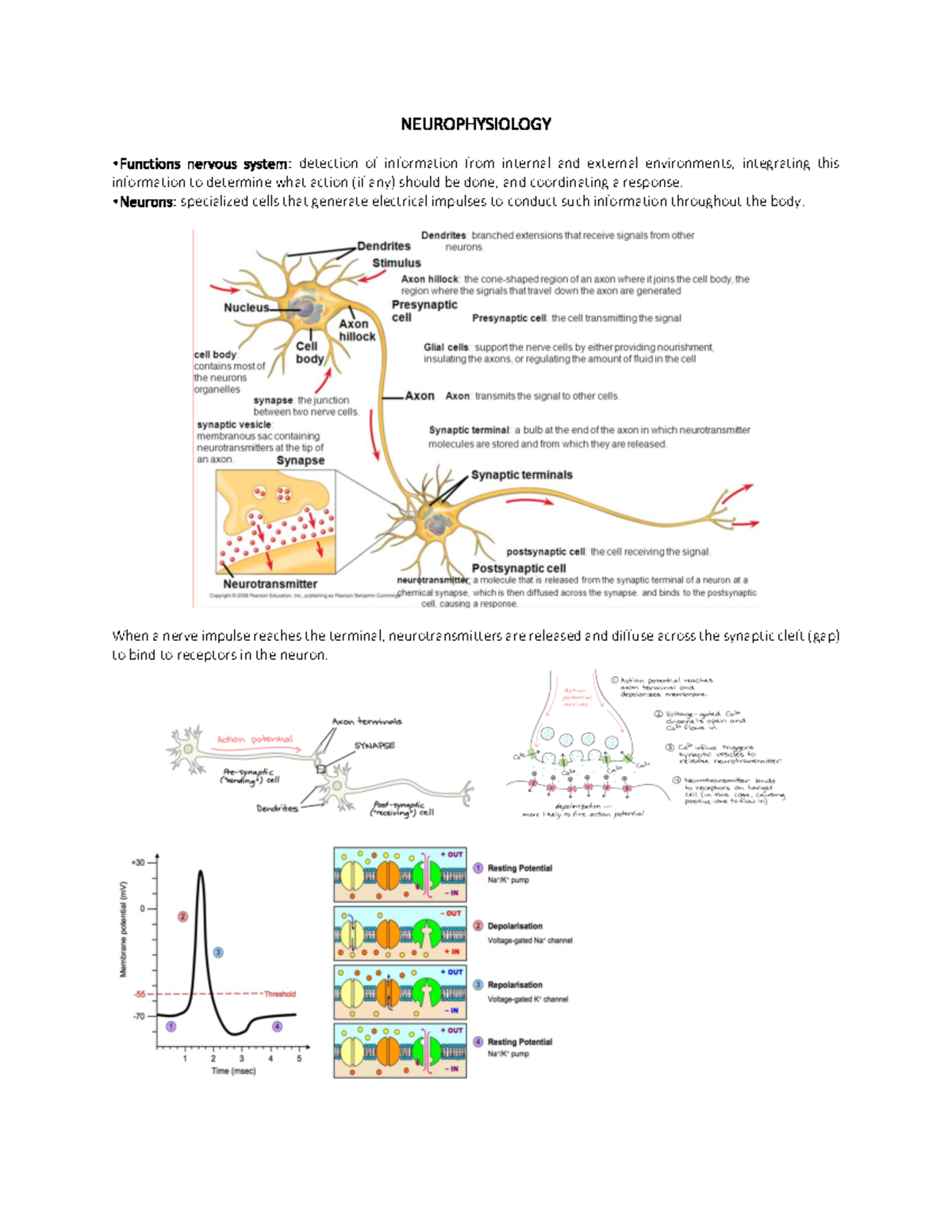 Neurophysiology - Richardson - NEUROPHYSIOLOGY • Functions nervous ...