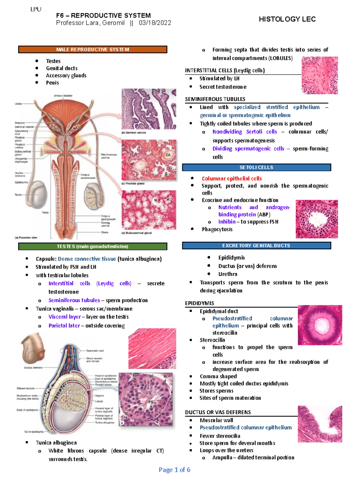 FIN-LEC-6 Reproductive System - F6 REPRODUCTIVE SYSTEM Professor Lara ...