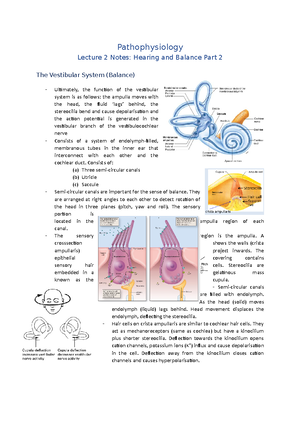 Lecture 10 Notes (Skin) - Pathophysiology Lecture 10 Notes: Skin ...