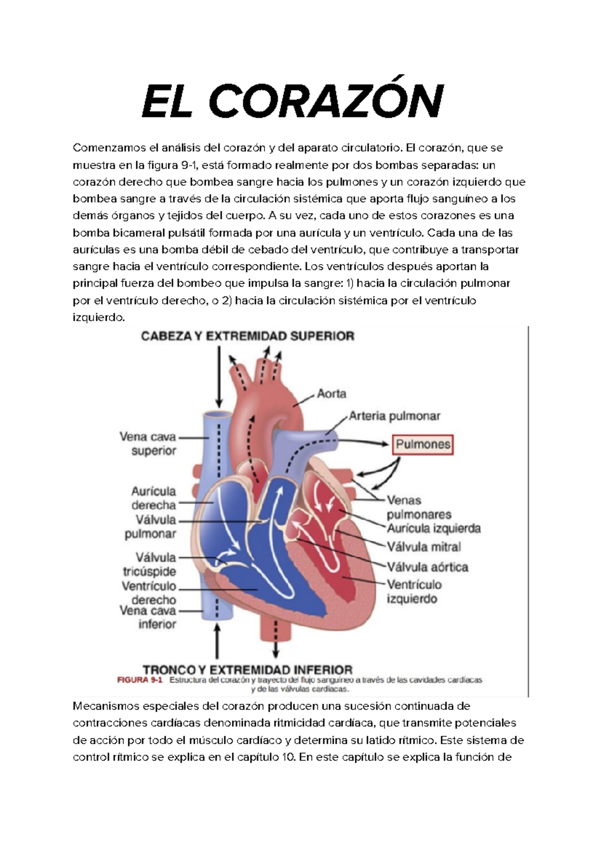 EL CorazÓn - EL CORAZÓN Comenzamos el análisis del corazón y del ...