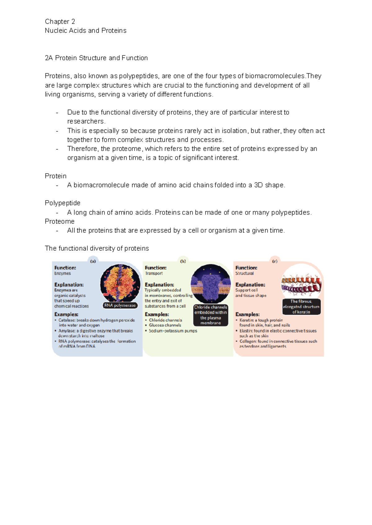 Biology Chapter 2 Summary - Chapter 2 Nucleic Acids and Proteins 2A ...