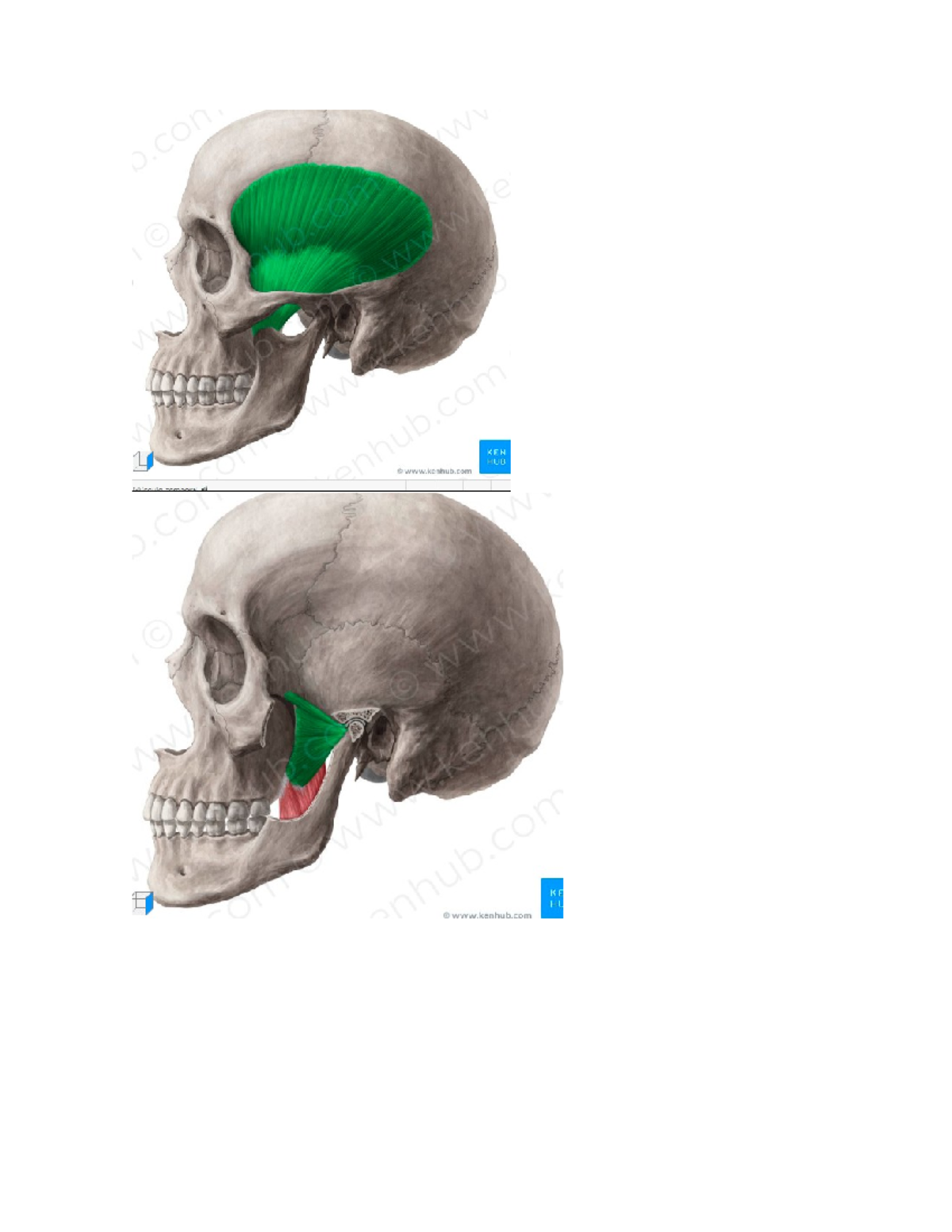 imágenes de anatomia - s, KEN HUB ® kenhub HU ® kenhub s, KEN HUB ...