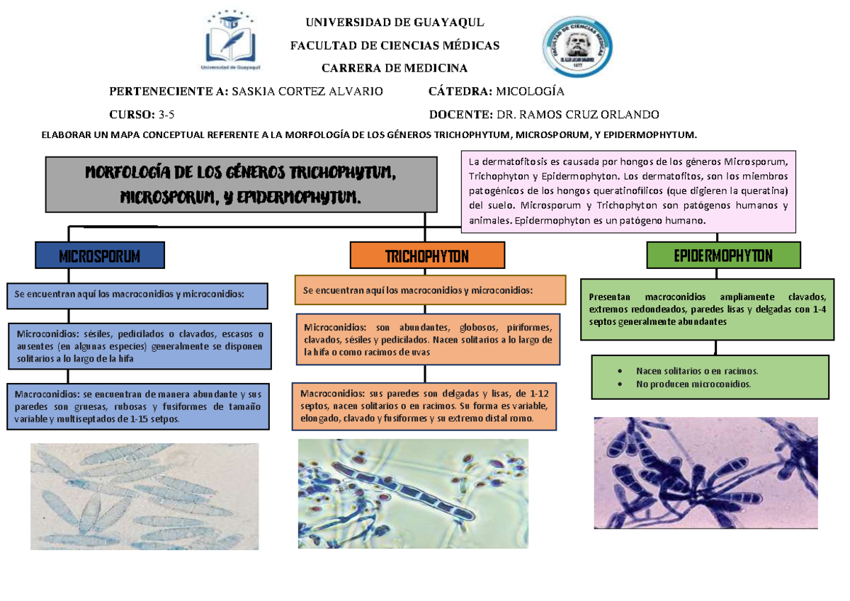 cuál es la diferencia entre microsporum trichophyton y epidermophyton ...