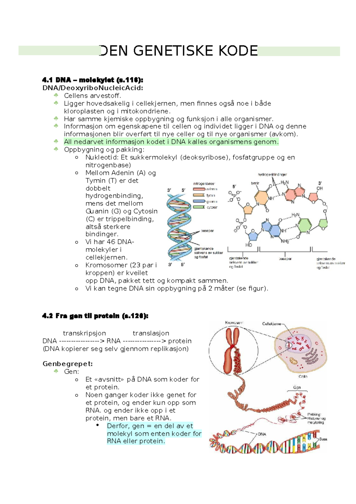 Kapittel 4 - Den genetiske kode - DEN GENETISKE KODE 4 DNA – molekylet ...