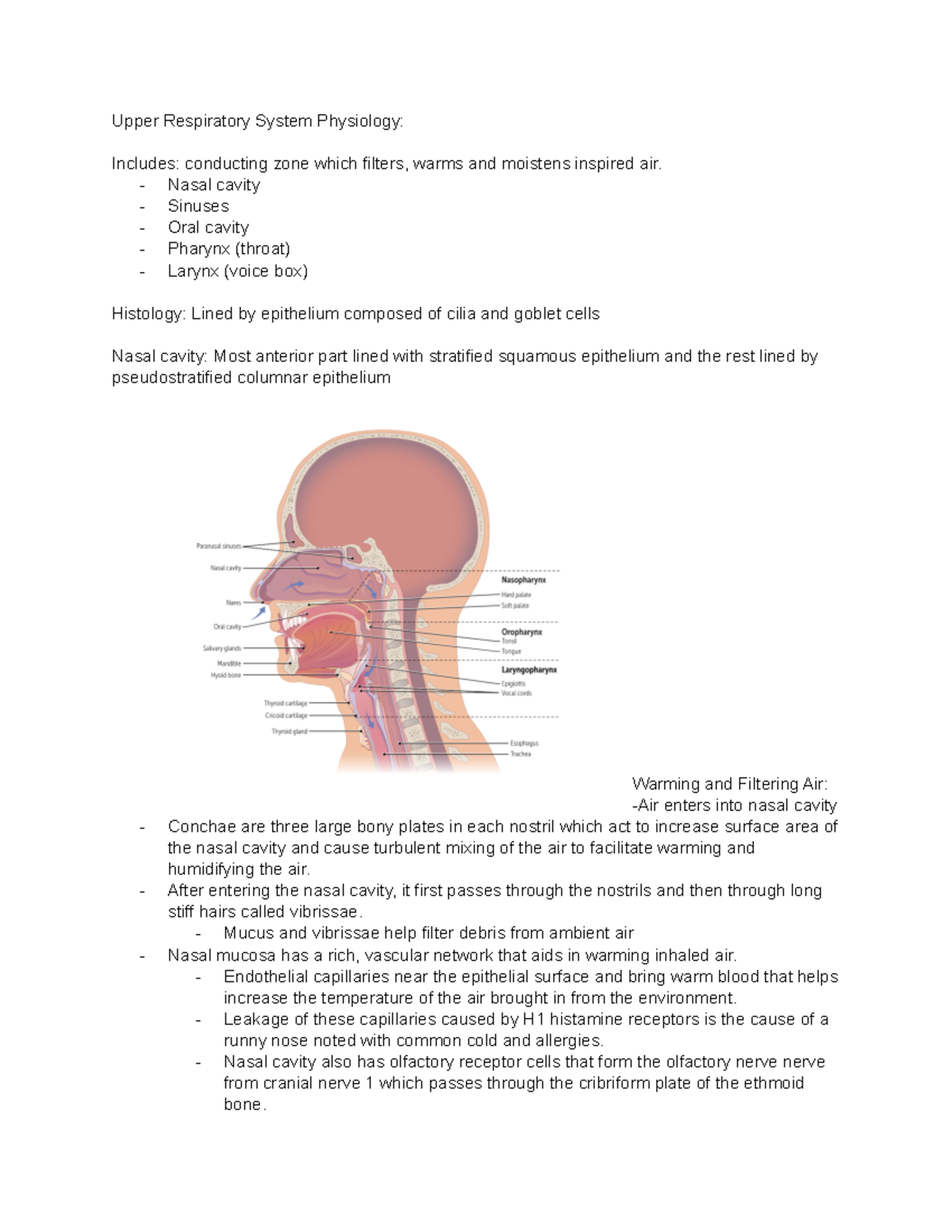Upper Respiratory System Physiology - Upper Respiratory System ...
