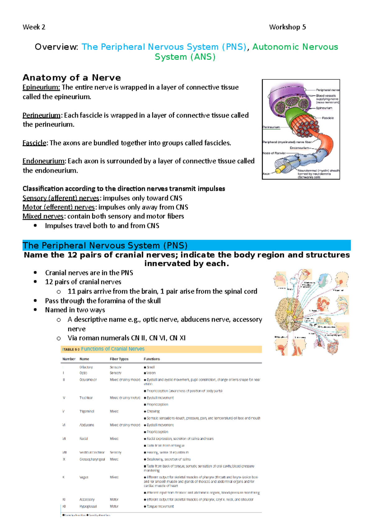 Workshop 5 notes - Overview: The Peripheral Nervous System (PNS ...