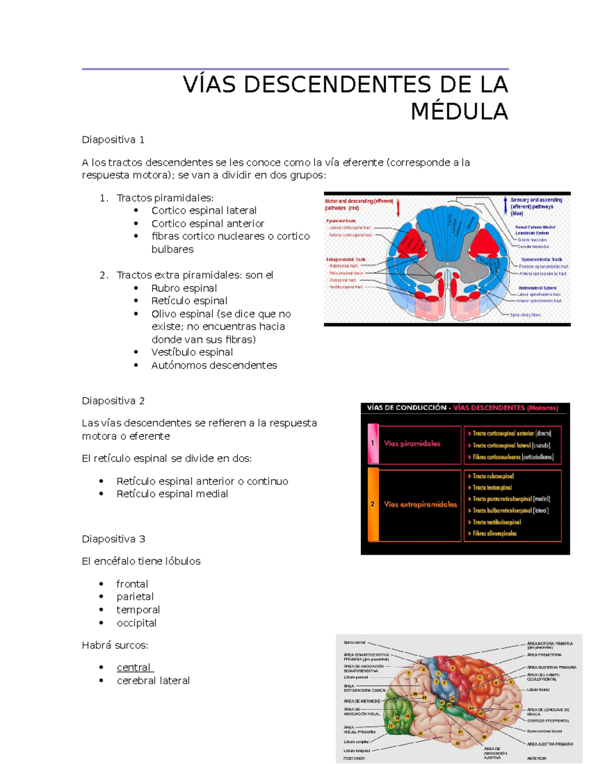 Vias descendentes de la medula - VÍAS DESCENDENTES DE LA MÉDULA ...