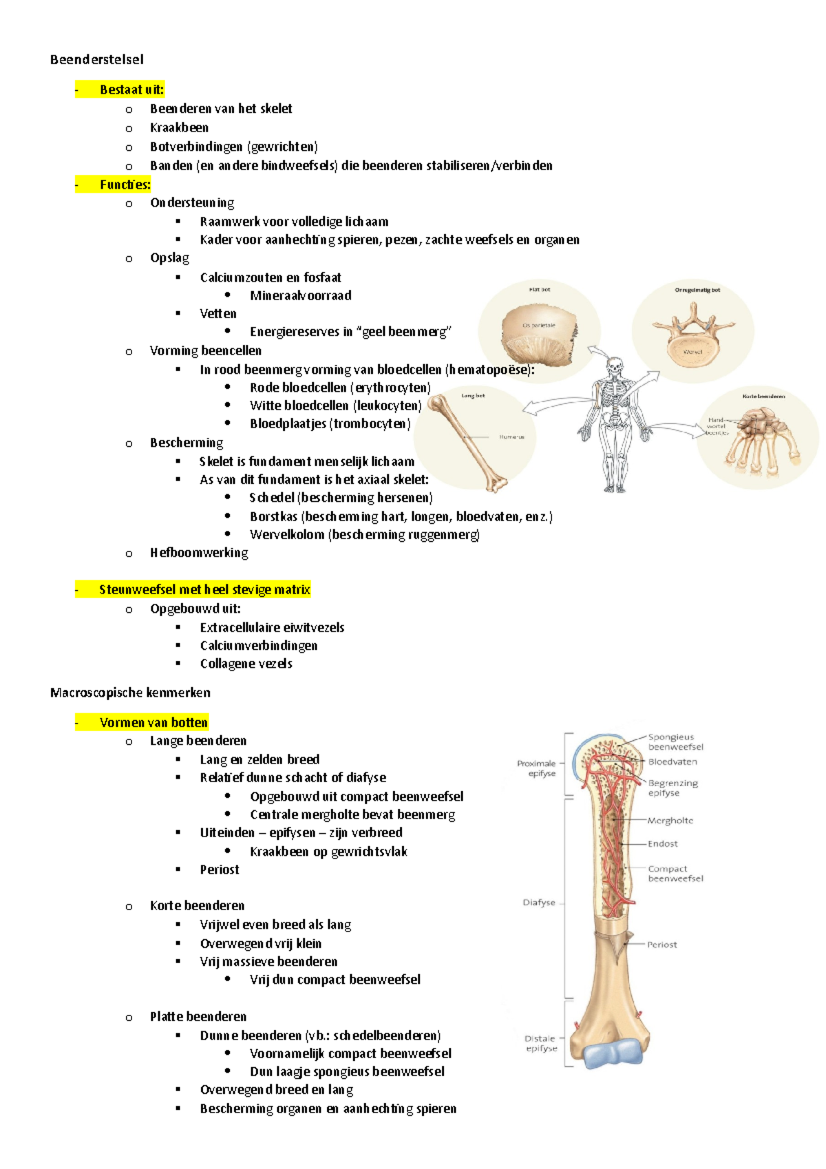 Samenvatting motorisch stelsel - Beenderstelsel Bestaat uit: o ...