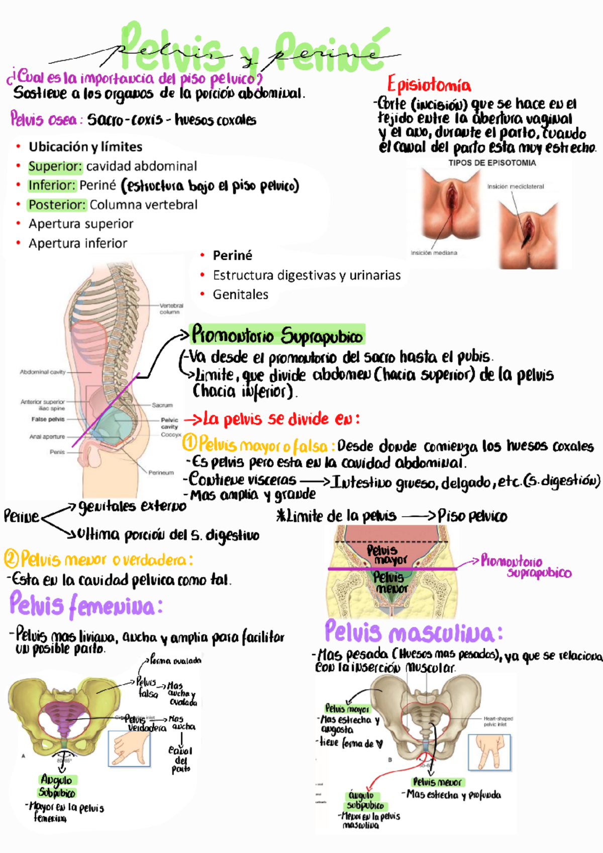Clase 15 Pelvis-Periné 07875823 cb4afceaf 0959217 cb0 231028 003123 ...