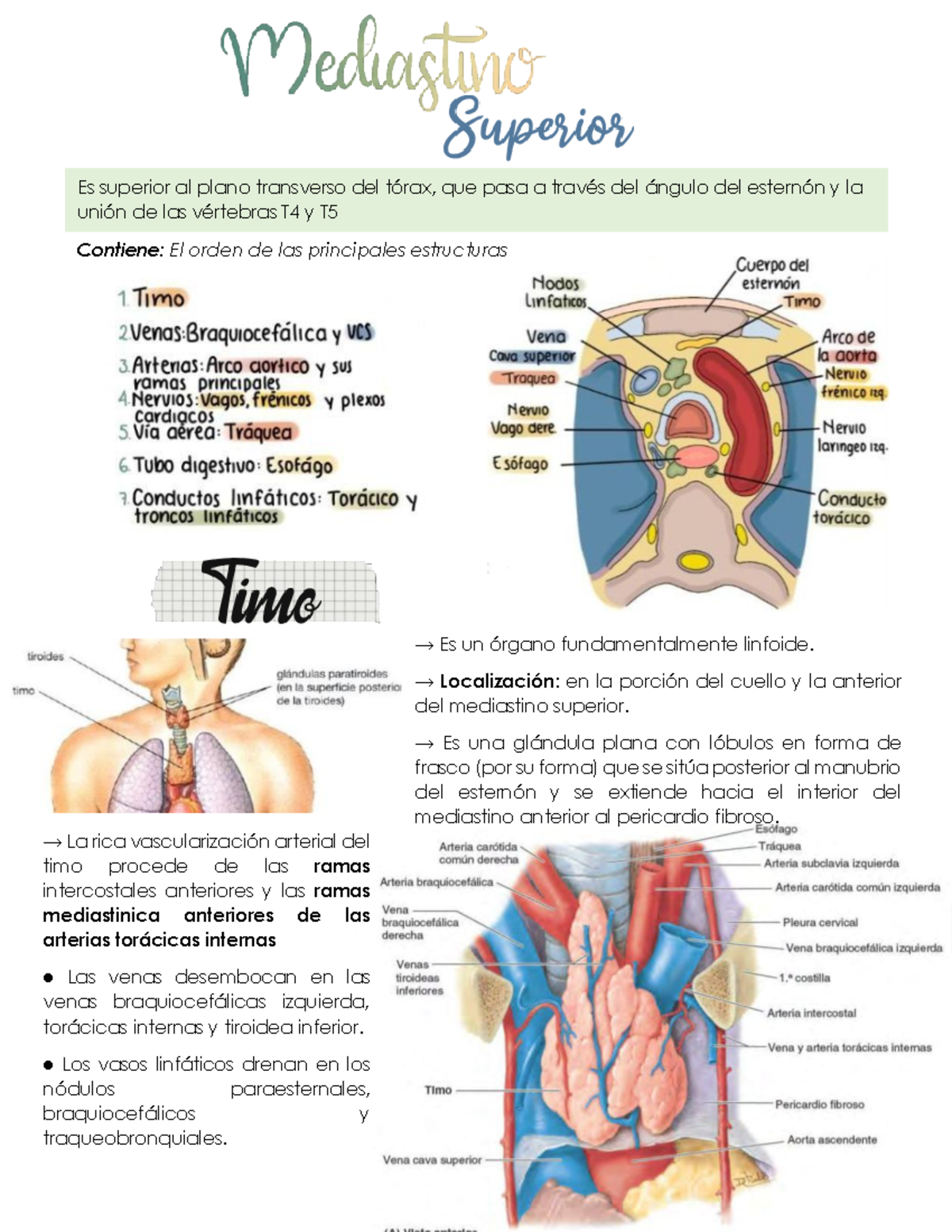 Mediastino Torax Dorso - Es superior al plano transverso del tÛrax, que ...