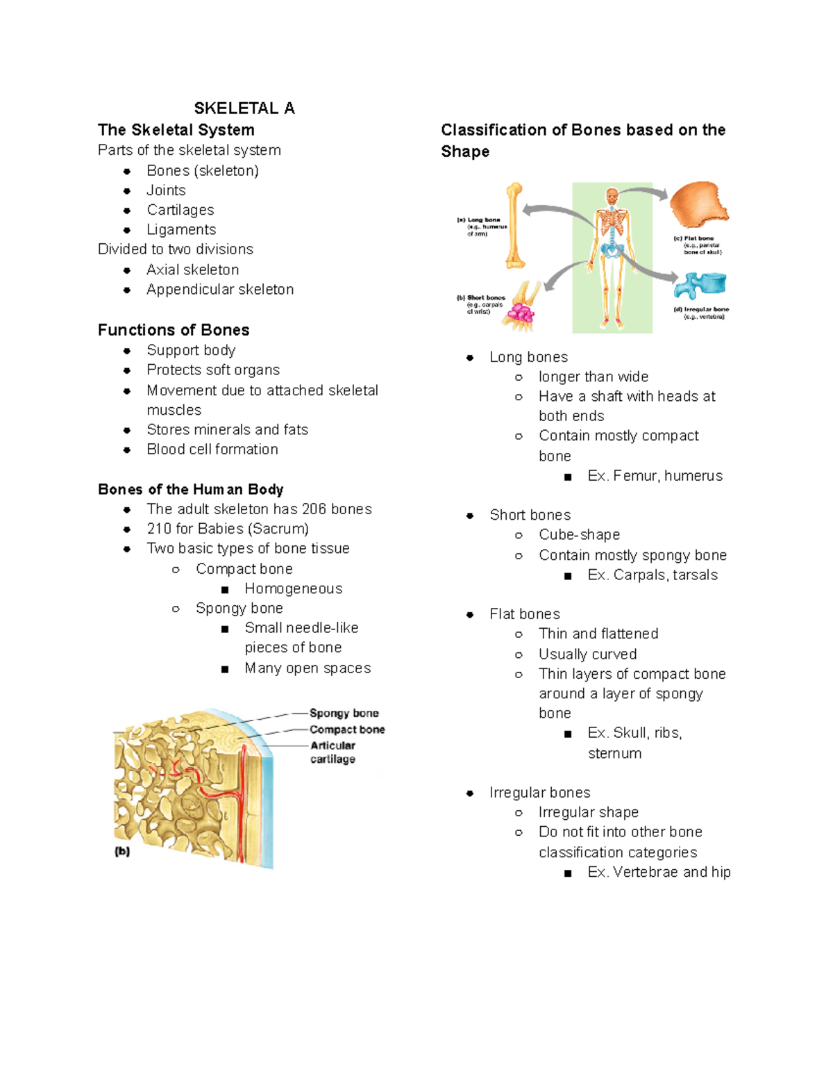 Anaphy Skeletal System - SKELETAL A The Skeletal System Parts of the ...