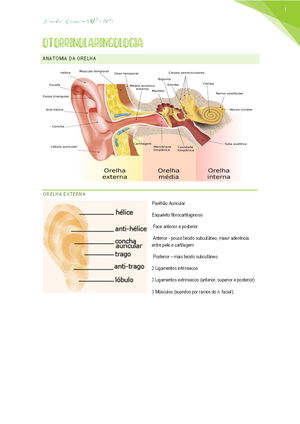 Anatomia da orelha - Anatomia da orelha Estudo e anatomia das orelhas ...